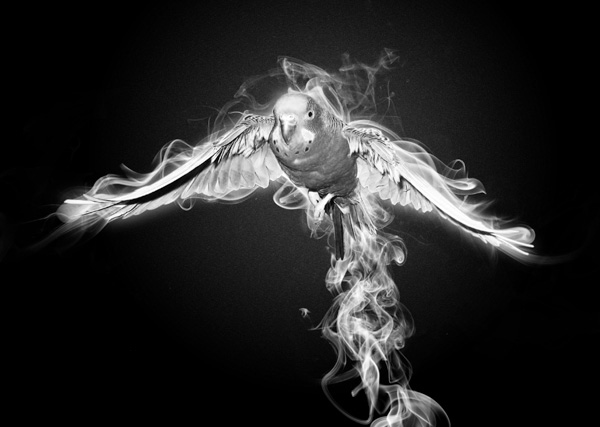 Surreal Smoking Bird Composition | Photoshop Tutorial