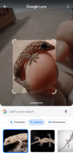 What Is Google Lens and How Do You Use It? - WebFX